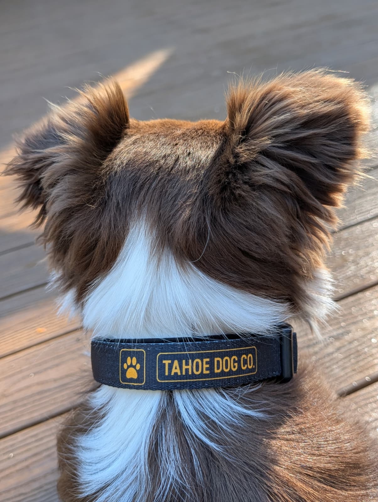 Dog Gear – Tahoe Dog Co.